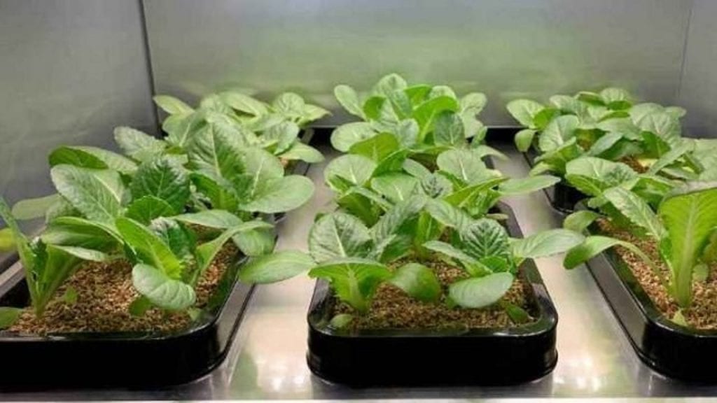 Comienza Tu Huerto En Casa Y Cultiva Tus Propios Alimentos Forbes