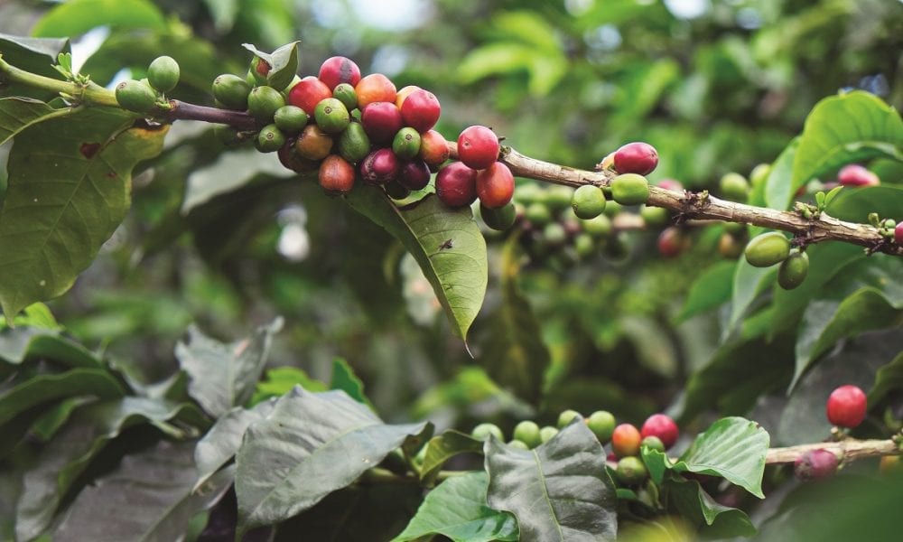 Una hacienda de café colombiana, entre las 5 mejores del mundo - Forbes ...