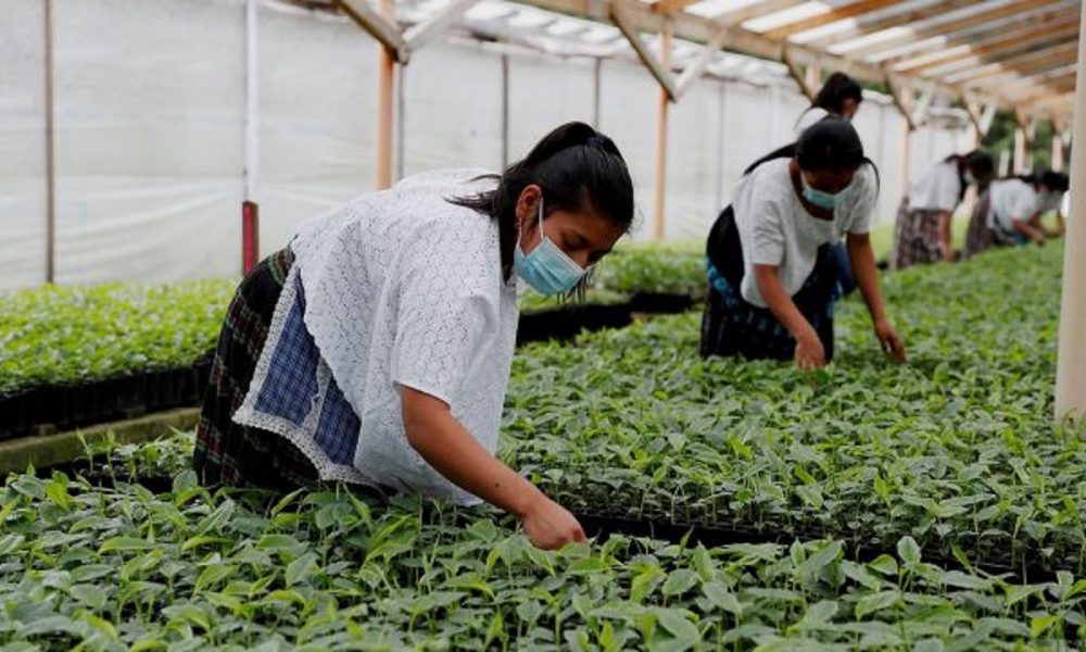 Altos Precios Y Escasez De Insumos Preocupan A Sector Agrícola De América