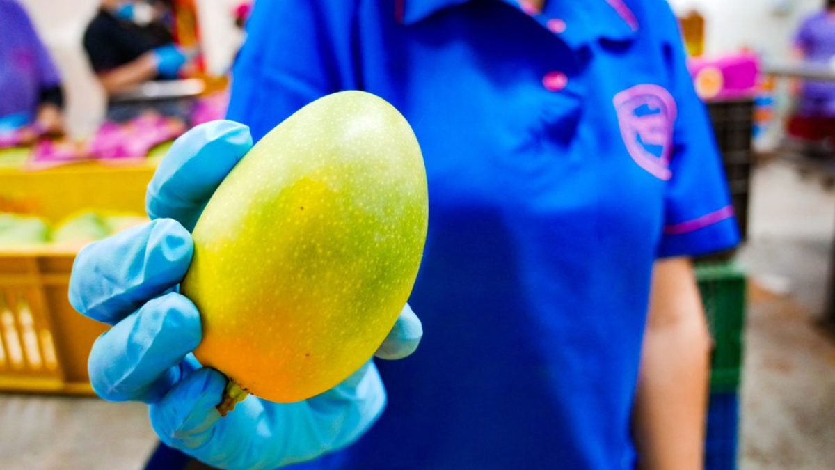 Crecen exportaciones de mango colombiano por alta demanda en Medio ...