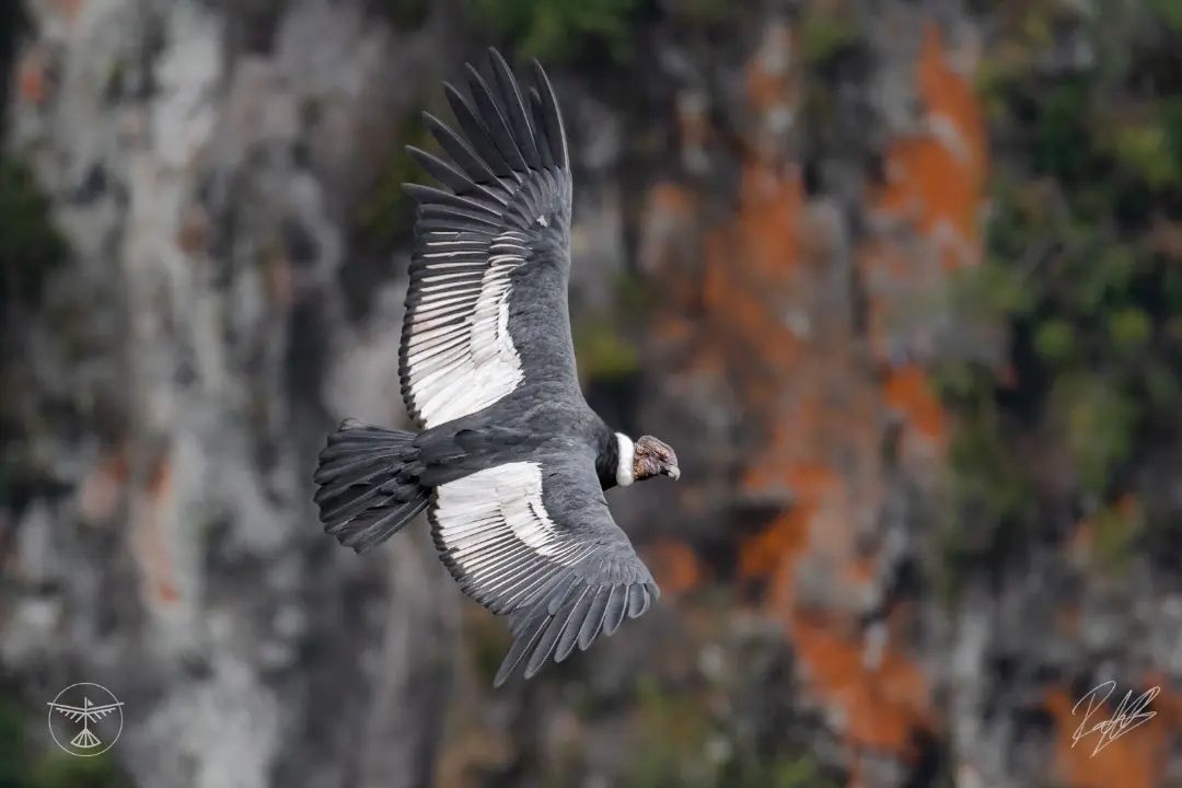 Calima y Pipintá, la pareja de cóndores que hace frente a su extinción ...